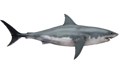 User blog:Apex Predator GX/Meg | VS Battles Wiki | Fandom