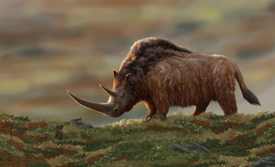 Woolly Rhinoceras (Real World) | VS Battles Wiki | Fandom