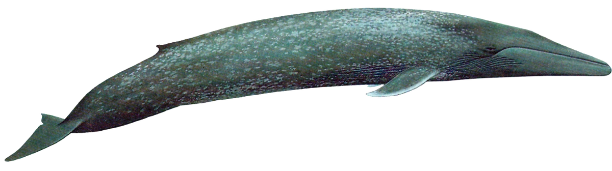 Blue Whale | VS Battles Wiki | Fandom