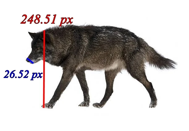 User blog:I am myself You are you/Kuma Kuma Kuma Bear - Jump for dodge ...