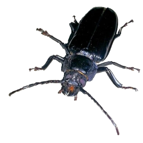 Titan Beetle | VS Battles Wiki | Fandom