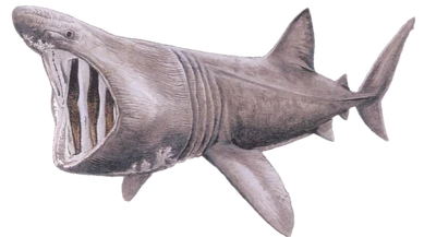 Basking Shark | VS Battles Wiki | Fandom