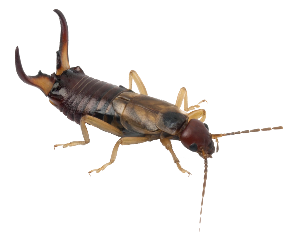 Earwig | VS Battles Wiki | Fandom