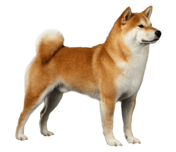 Shiba Inu | VS Battles Wiki | Fandom
