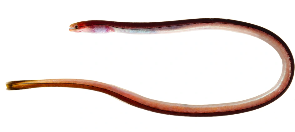 User blog:Crimson Azoth/Frost Serpents are big bois - League of Legends ...