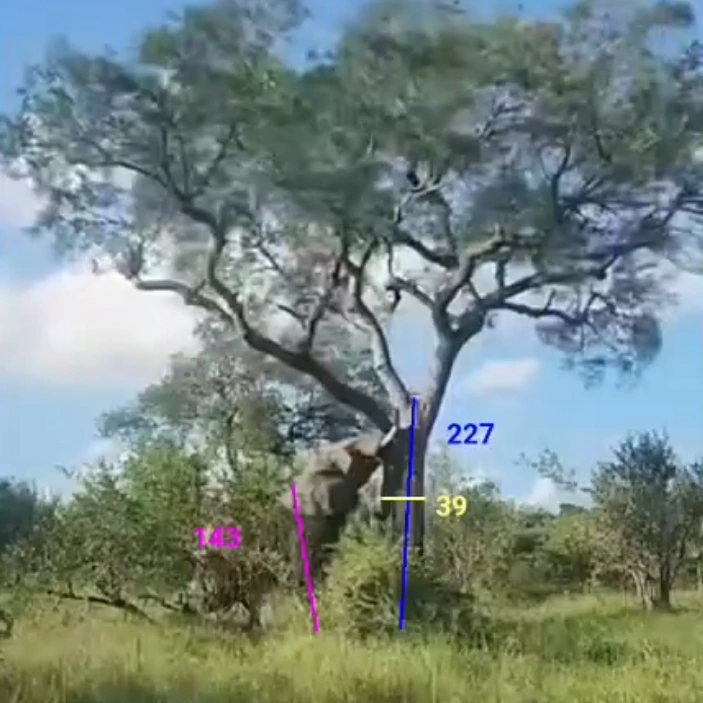User blog:Croco93/African Elephant knocks down Acacia Tree | VS Battles ...