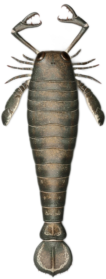 Jaekelopterus
