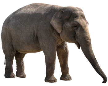 Elephant | VS Battles Wiki | Fandom