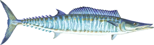 Wahoo | VS Battles Wiki | Fandom
