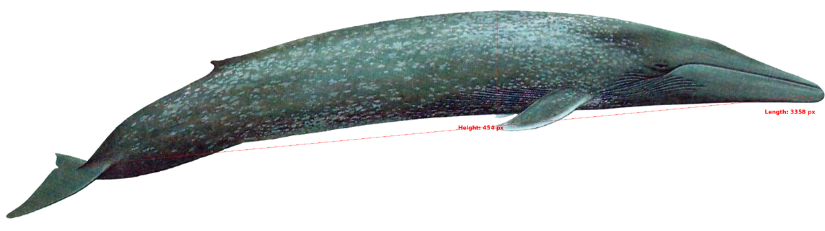 User blog:Flashlight237/Blue Whale GPE | VS Battles Wiki | Fandom