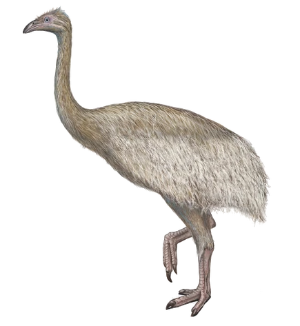 Moa (Real World) | VS Battles Wiki | Fandom