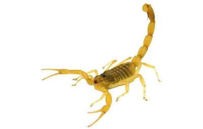 Deathstalker | VS Battles Wiki | Fandom