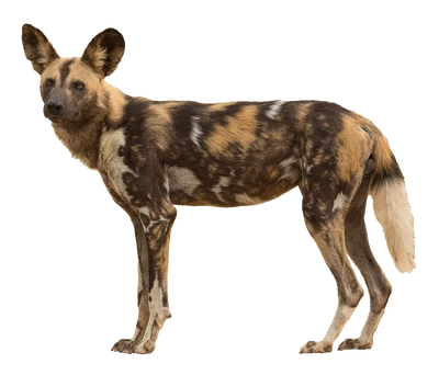 African Wild Dog (Real World) | VS Battles Wiki | Fandom
