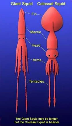 Colossal Squid Size Comparison