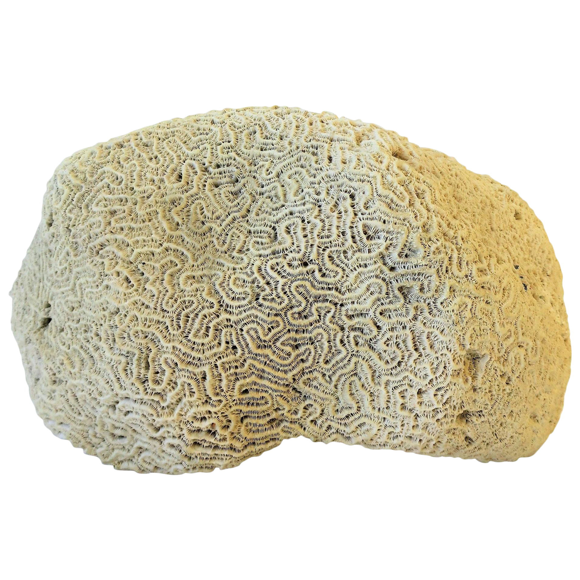 Brain Coral