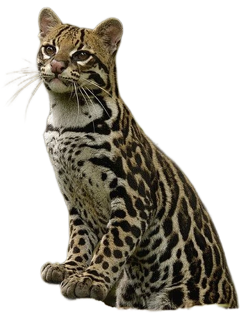 Ocelot | VS Battles Wiki | Fandom