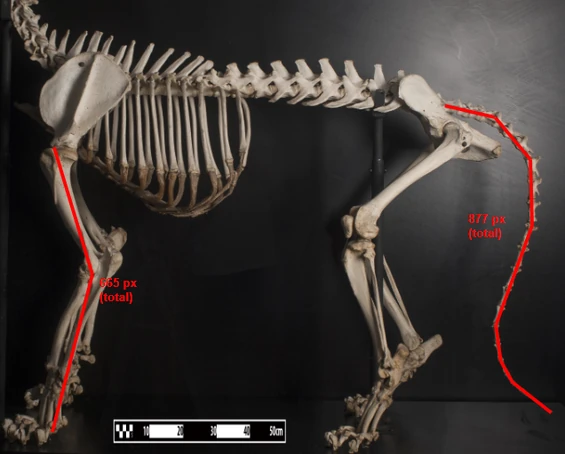 User blog:R4ndomPlayer315/Calculated statistics for tigers and lions ...