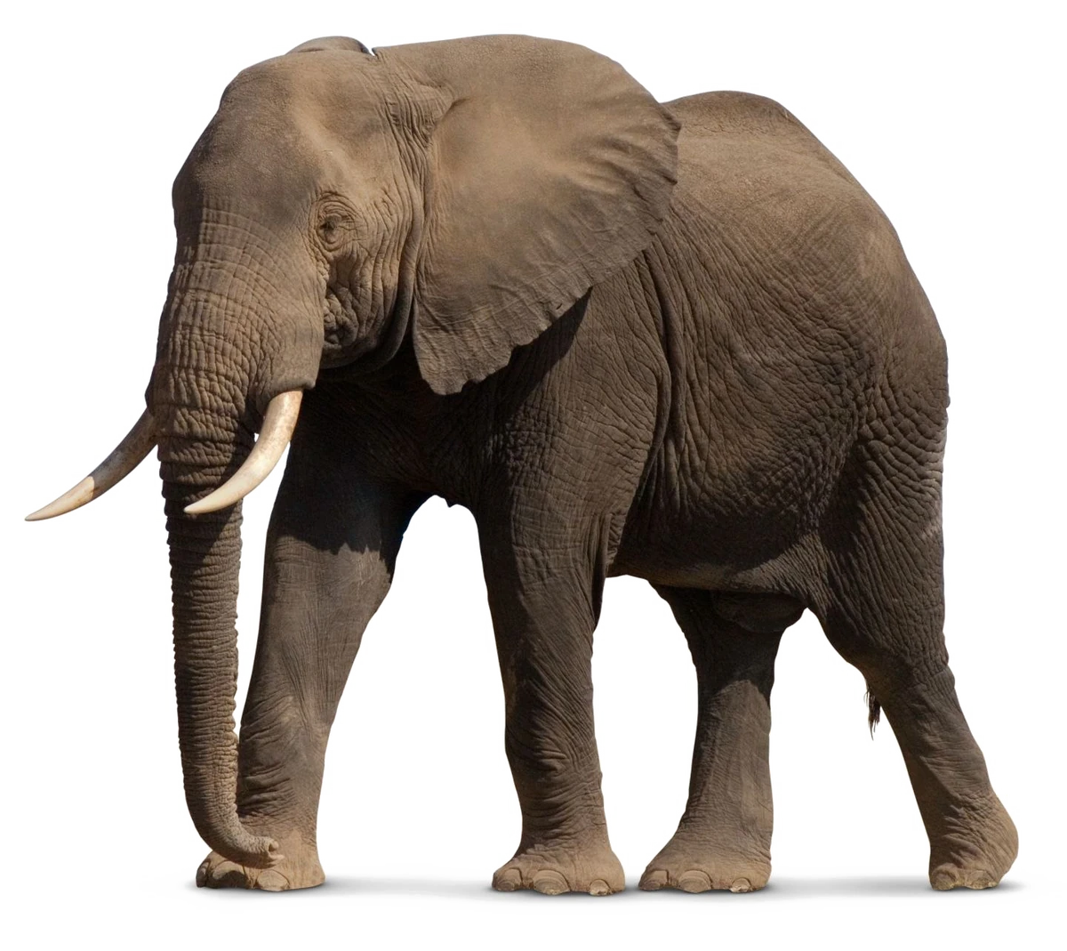 African Elephant Vs Asian Elephant Vs Indian Elephant