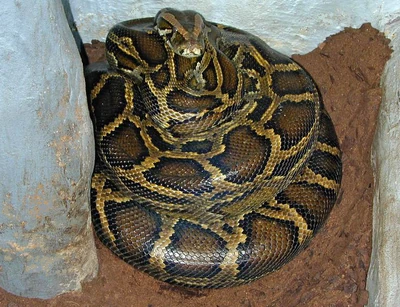 Burmese Python | VS Battles Wiki | Fandom