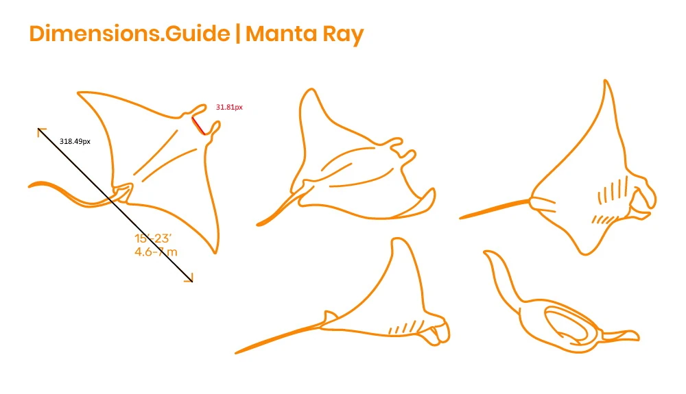 User blog:PowerToScale/Red Hood: Giant Manta Ray | VS Battles Wiki | Fandom