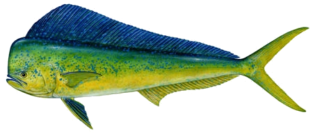 Mahi-Mahi | VS Battles Wiki | Fandom