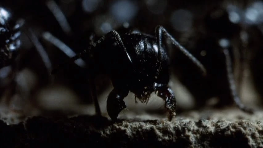 Category:Phase IV (1974 film) | VS Battles Wiki | Fandom