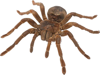 Goliath Birdeater Size Chart