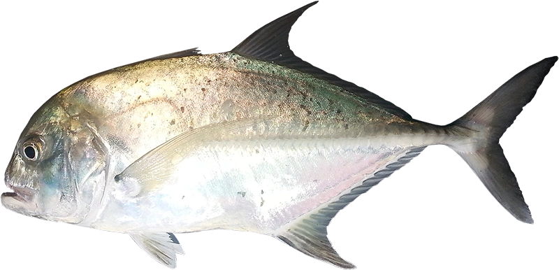 Giant Trevally | VS Battles Wiki | Fandom