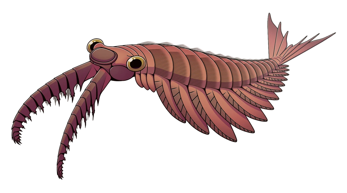 Anomalocaris | VS Battles Wiki | Fandom