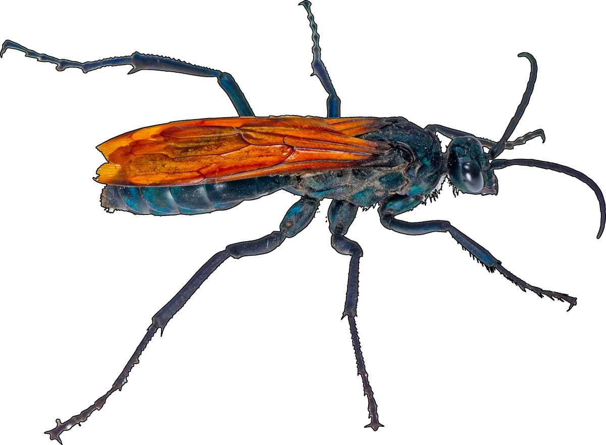 Tarantula-Hawk Wasp | VS Battles Wiki | Fandom