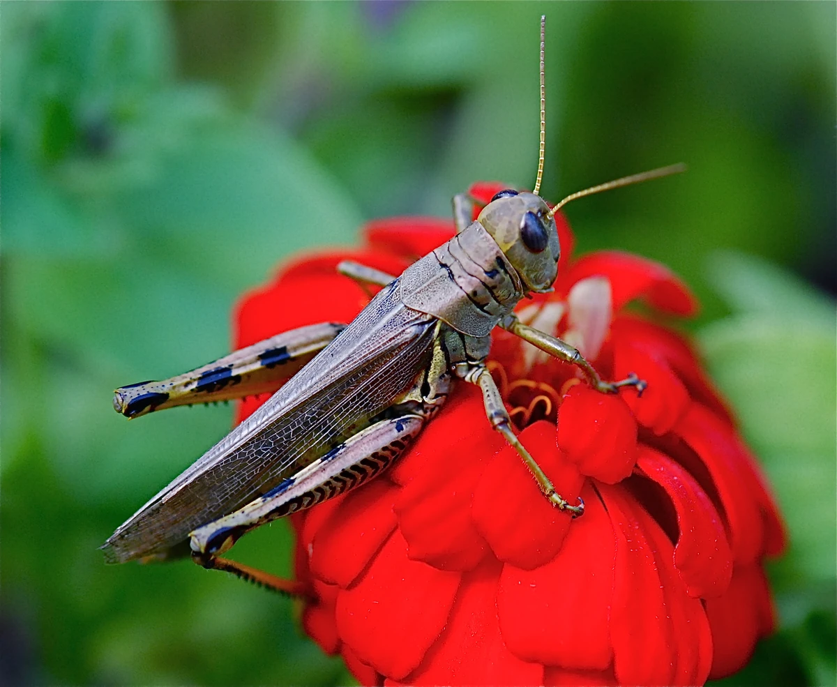 User blog:Nuhuhnuhuh/Prehistoric Bug 3 | VS Battles Wiki | Fandom