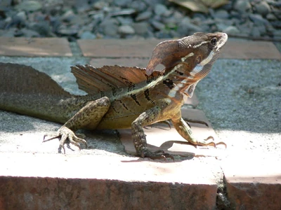 Common Basilisk | VS Battles Wiki | Fandom