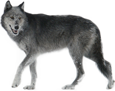 Gray Wolf | VS Battles Wiki | Fandom