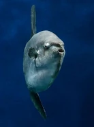 Ocean Sunfish | VS Battles Wiki | Fandom