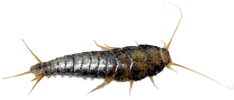 Silverfish (Real World) | VS Battles Wiki | Fandom