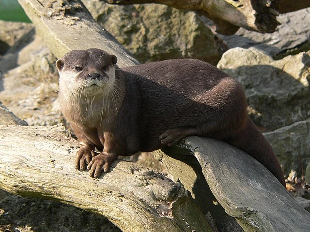Otter (Real World) | VS Battles Wiki | Fandom