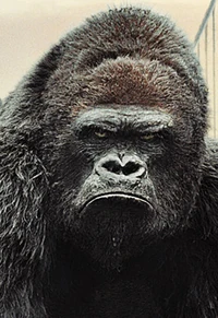 Planet of the Apes | VS Battles Wiki | Fandom