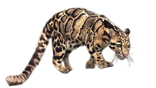 Clouded Leopard | VS Battles Wiki | Fandom