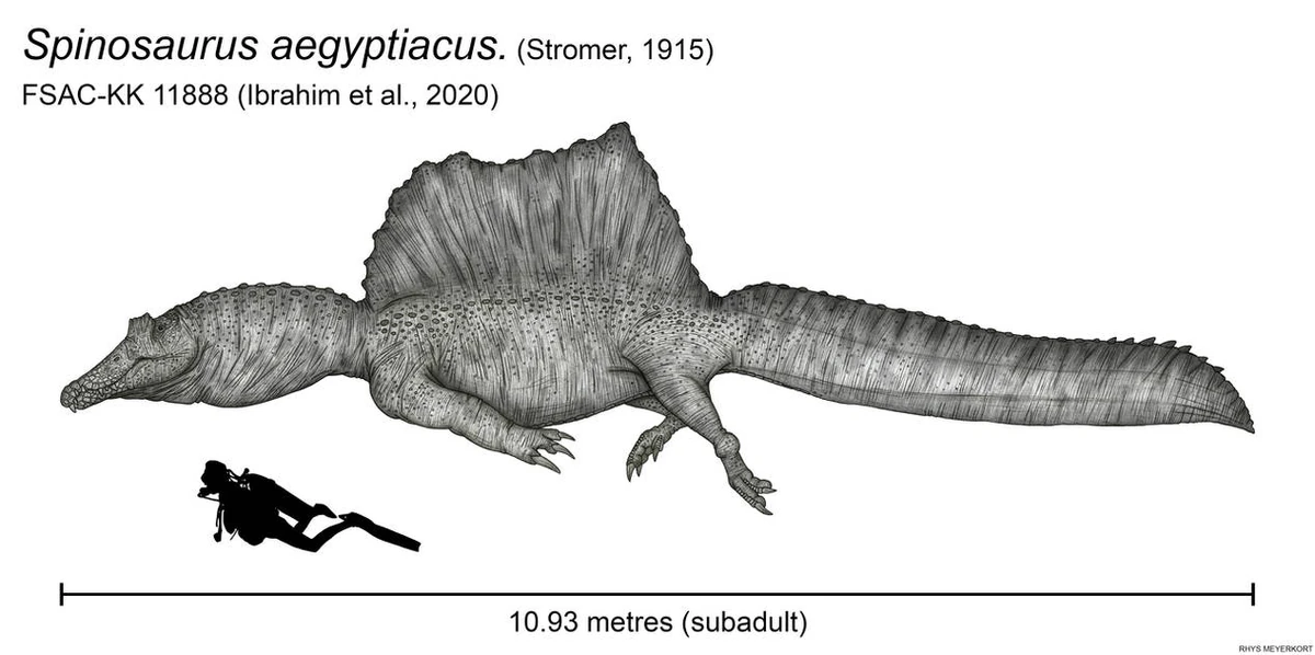 User blog:Spinosaurus75DinosaurFan/A Rough Estimation of the Mass of ...