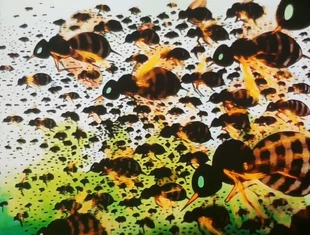 African Bees (The King Kong Show) | VS Battles Wiki | Fandom