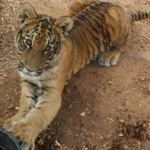 User blog:StrikerIsJustStriker/Tiliger | VS Battles Wiki | Fandom