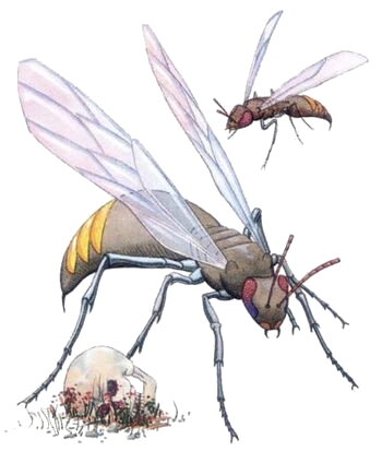 Giant Wasp (Dungeons and Dragons) | VS Battles Wiki | Fandom