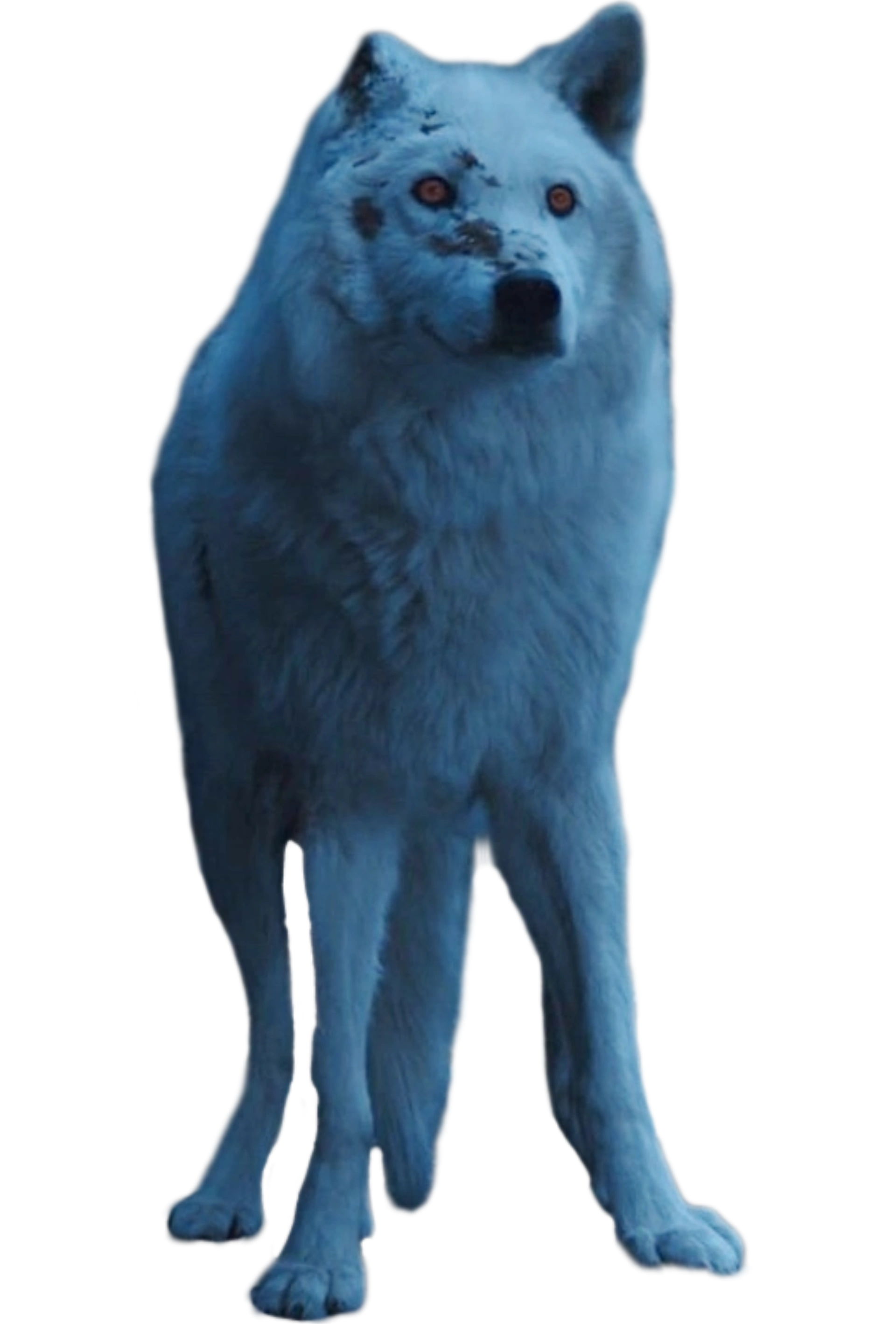 What Kind Of Dog Is Ghost From Got