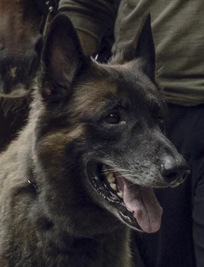 Dog (The Walking Dead) | VS Battles Wiki | Fandom