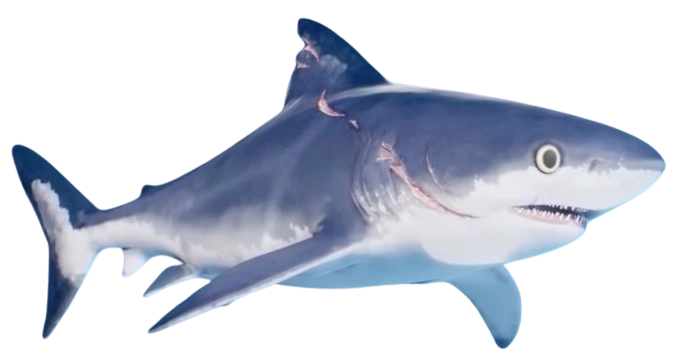 Bull Shark (Maneater) | VS Battles Wiki | Fandom
