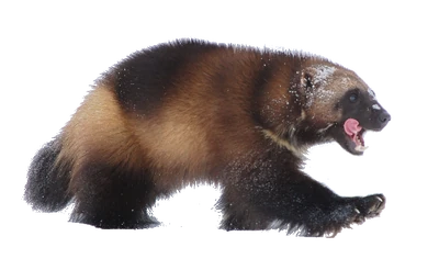 Wolverine (Real World) | VS Battles Wiki | Fandom