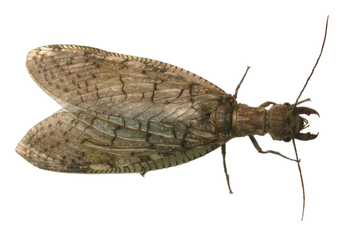 Dobsonfly | VS Battles Wiki | Fandom