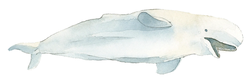 Beluga Whale (The Real World) | VS Battles Wiki | Fandom