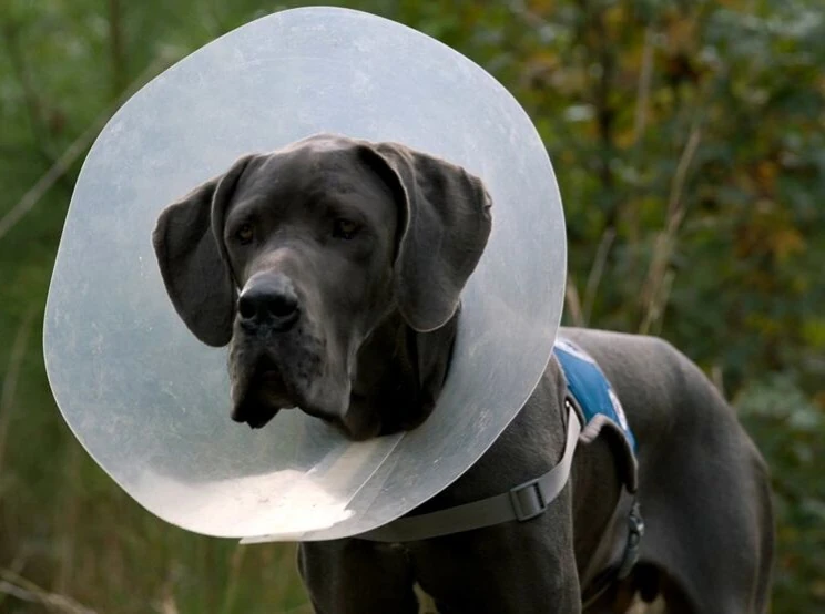 User blog:StrikerIsJustStriker/Hunter (Strays) | VS Battles Wiki | Fandom