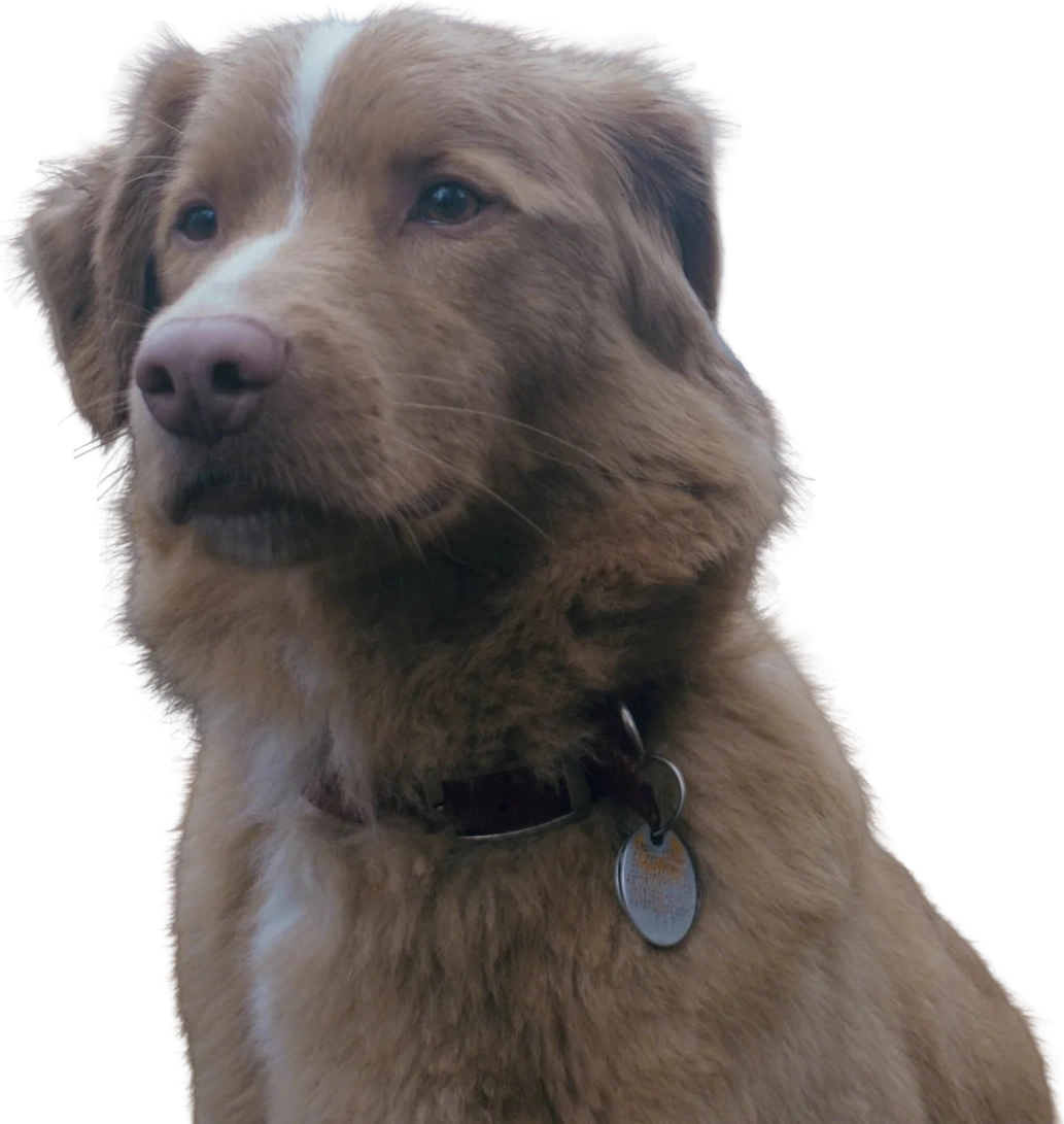 Indy (Good Boy) | VS Battles Wiki | Fandom